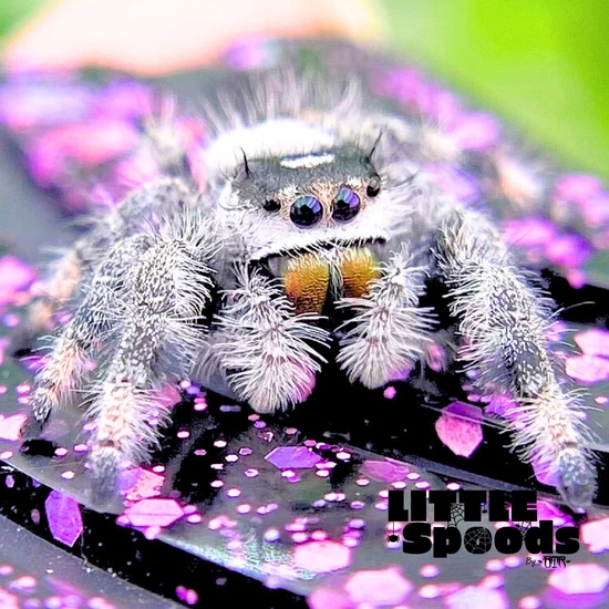 I8 White And Dark Juvenile Female From White Recessive Lineage Regal ...