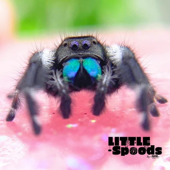Daemon - White Banded / White Recessive Male Phidippus Regius Jumping ...