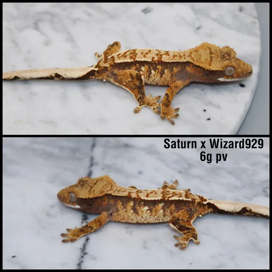 Tricolor *Easter Deal* Crested Gecko by H&H Cresties