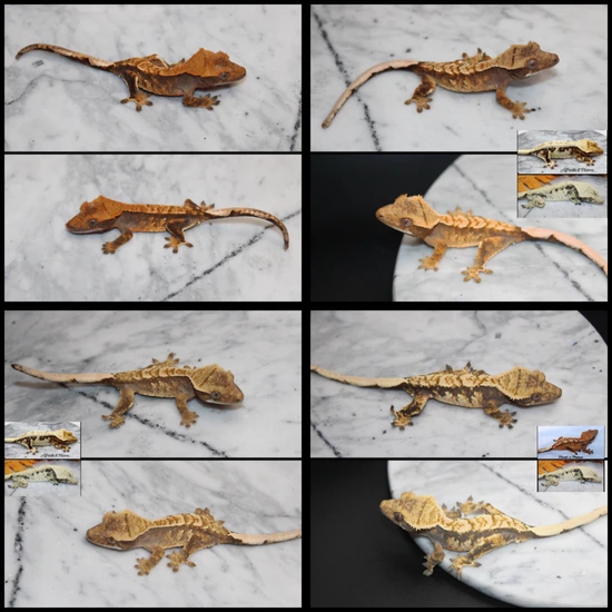 4 Pack Of Geckos Crested Gecko by H&H Cresties