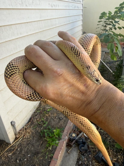 Goini Kingsnake Adult Apalachicola Kingsnake by Kapitol Reptiles