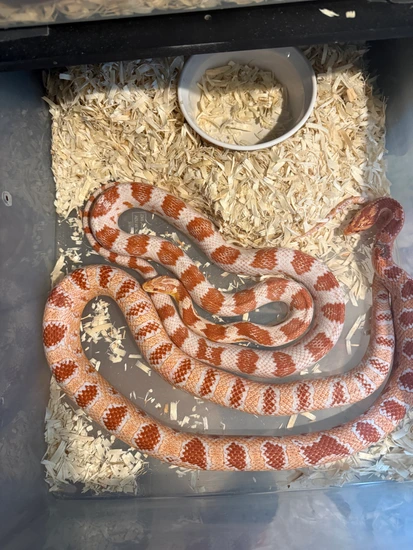 Okeetee Albino Adult Pair Corn Snakes by Kapitol Reptiles