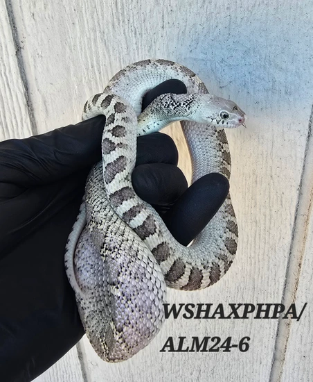 Whiteside Het. Axanthic 66% Poss. Het. Patternless/Albino Bullsnake by ...