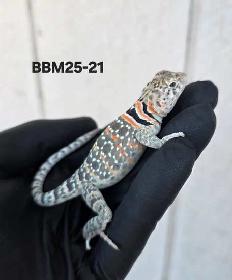 Blazing Blue Eastern Collared Lizard by Lizard King Reptiles