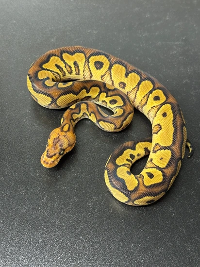Fire OD Clown Het DG Ball Python by Lj-Noah-Reptiles