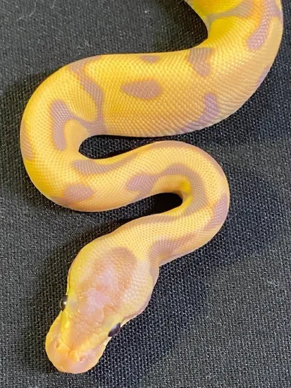 Black Pastel Banana Enchi Leopard Ball Python by Midwest Snakes ...