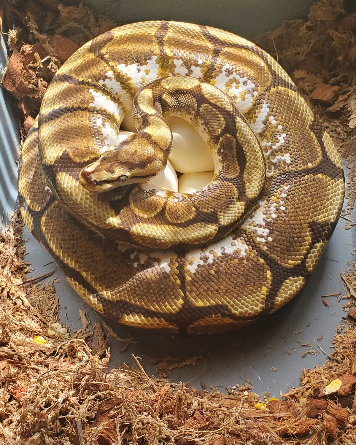 Ball Python Clutch: WS-2020-01 by Wolff Snakes - MorphMarket