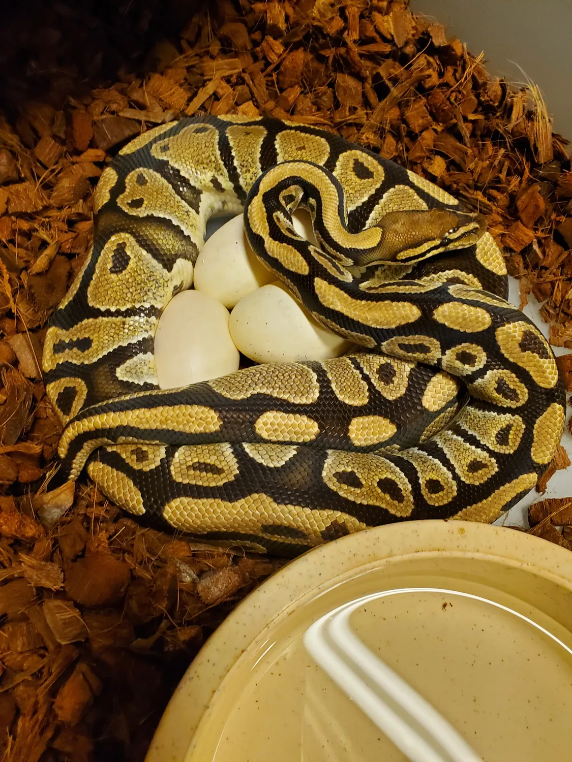 Ball Python Clutch: WS-2022-05 by Wolff Snakes - MorphMarket