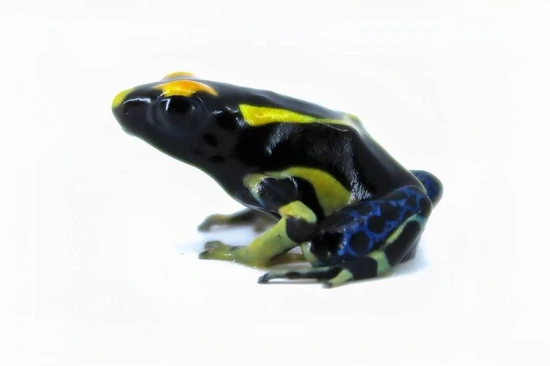Alanis Tinc Dyeing Dart Frog by LLLReptile & Supply