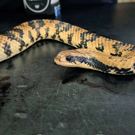 False Water Cobra 12 by LLLReptile & Supply