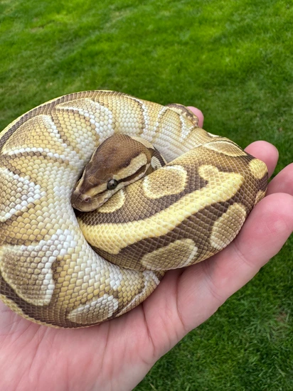 Lesser 100 Het Clown Ball Python By Lloyds Morph Mania