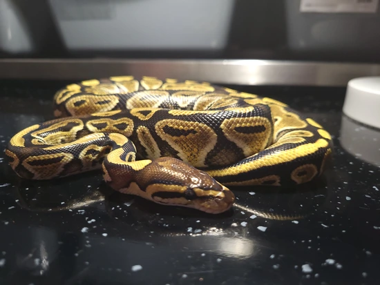Special Het Clown Ball Python By Lloyds Morph Mania