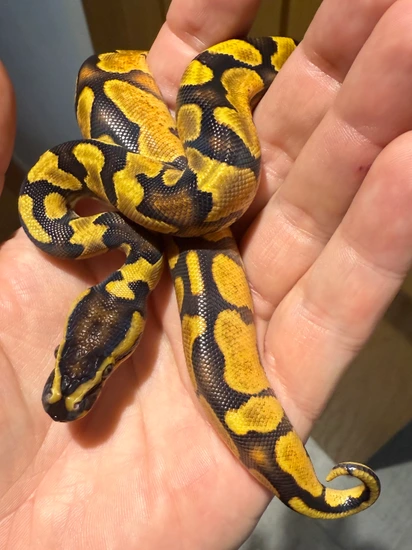 Enchi Yellow Belly Or Gravel Ball Python By Lloyds Morph Mania