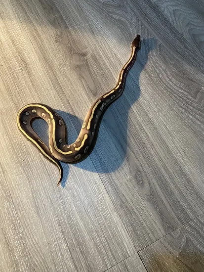 Phantom Mystic Ball Python by Trashed