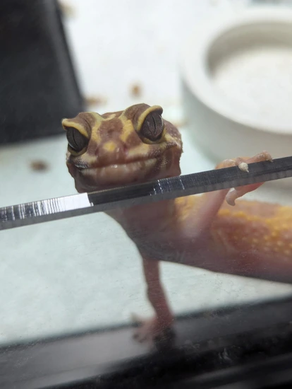 Linda Leopard Gecko by The Lizard Lighthouse Reptile Rescue