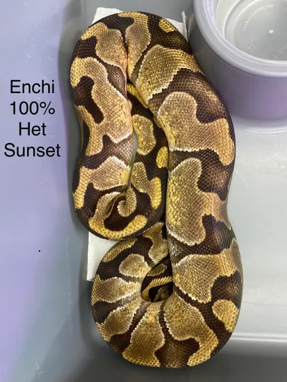 Proven Adult Male Enchi 100% Het Sunset Ball Python by Misty’s Majestic ...