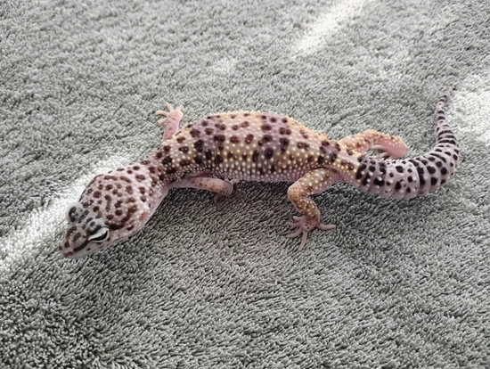 Hyper Xanthic PAIR Leopard Gecko by MastersHavens Lil Treasures