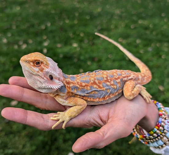 Stunning Blue Bar Leatherback Dunner Central Bearded Dragon by Smashing ...