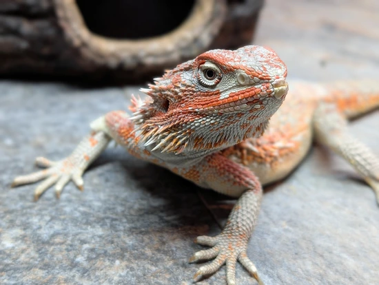 High Expression Paradox Red Monster 👹 Central Bearded Dragon by ...