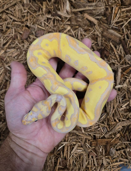 Banana Disco Or Fire Clown Ball Python by Locked N' Loaded Ball Pythons LLC