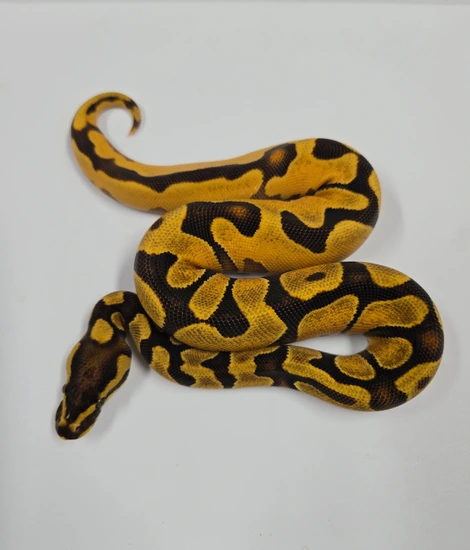 Scrambler Enchi OD Het Hypo Ball Python by Locked N' Loaded Ball ...