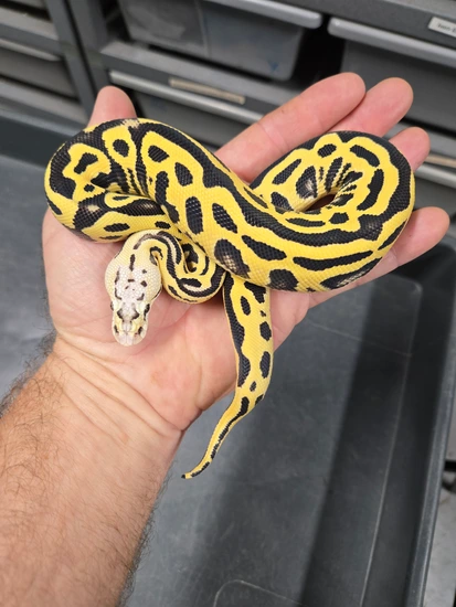 Pastel Leopard Desert Ghost Crypton Ball Python by Locked N' Loaded ...