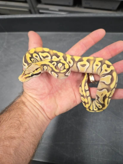 Pastel Enchi Mojave Desert Ghost Ball Python by Locked N' Loaded Ball ...