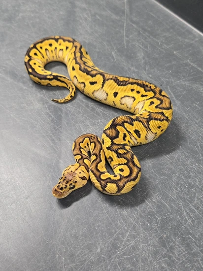 Pastel Clown DH Monsoon Pied Ball Python by Locked N' Loaded Ball ...