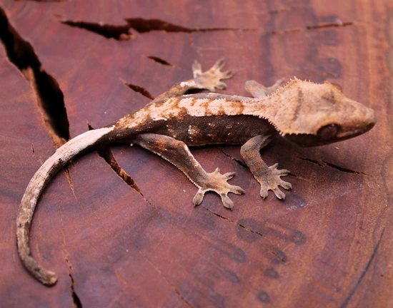 Crested Gecko Baby BOGO 1/2 OFF by Everlasting Exotics