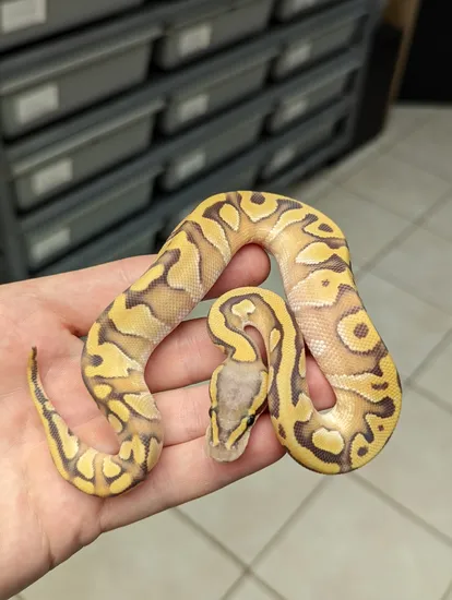 Enchi Orange Dream Mojave Pastel Hypo Ball Python by The Reptile Connection