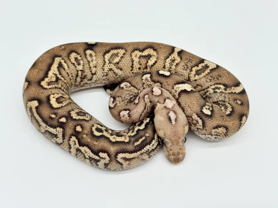 Black Pastel Spotnose GHI Fire YB Clown Ball Python by Binford Reptiles