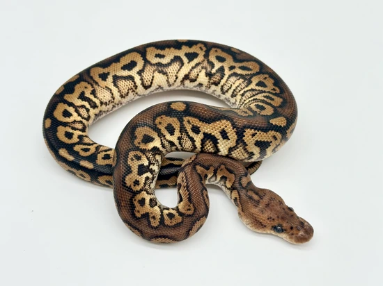 Black Pastel GHI Spotnose Clown Ball Python by Binford Reptiles