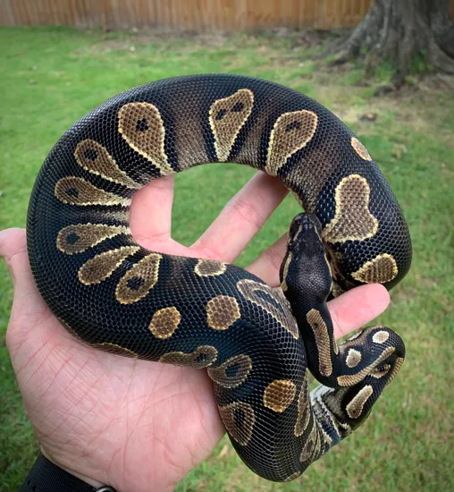 Black Head Asphalt Ball Python by Scale House