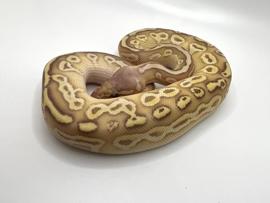 Black Pewter Banana Lesser Ball Python by Loni Tyler’s Barbaric’s
