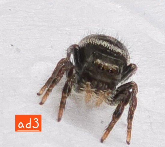 25 Adumbratus Jumping Spider by Gipsy's Spood Room