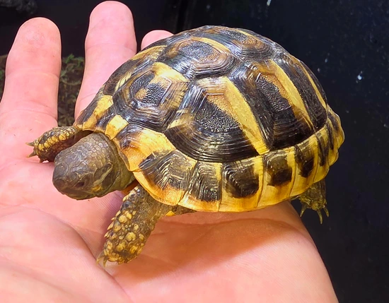 Hermans Tortoise Hermann's Tortoise by Serpentarium