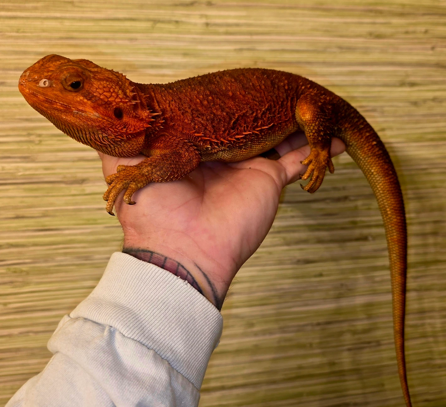Red Monster Central Bearded Dragon by Serpentarium