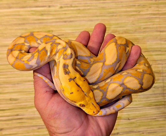 2024 Male Albino Purple Tiger Reticulated Python by Serpentarium