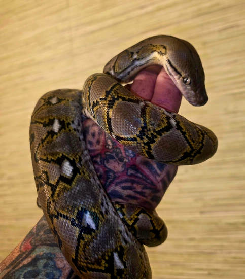Dwarf Anery Het Purple Albino Retic Reticulated Python by Serpentarium