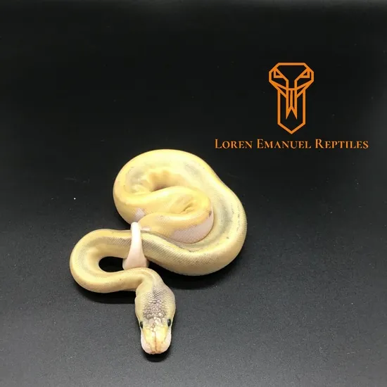 Champagne Het Pied Het Hypo Ball Python by Loren Emanuel Reptiles