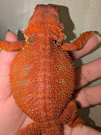 PARADOX Tail Scales 100% RED MONSTER HYPO, Het TRANSLUCENT Central ...