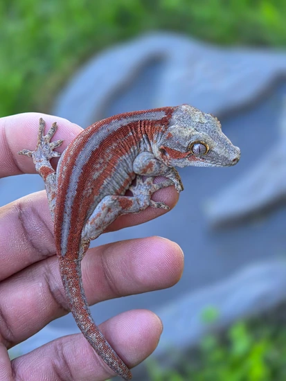 6 Stripe Garg (Deadpool Lineage) Gargoyle Gecko by LA Geckos
