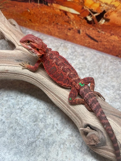 Red Monster 75 Percent Toe Nip Central Bearded Dragon by House Of Dragons