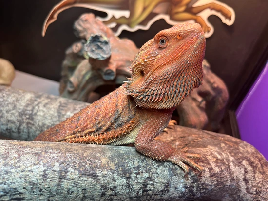 Fireball” Red With Bars Central Bearded Dragon by Top Hat Family Dragons