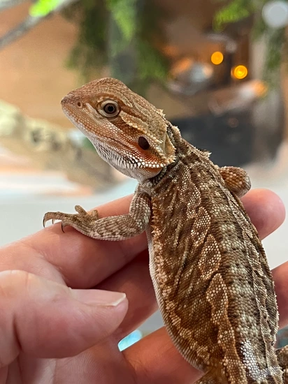 “Amber” Burnt Red Tiger Leatherback Central Bearded Dragon by Top Hat ...