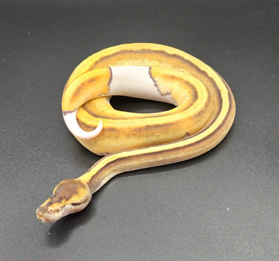 Mojave, Pied Ball Python by Little River Exotics