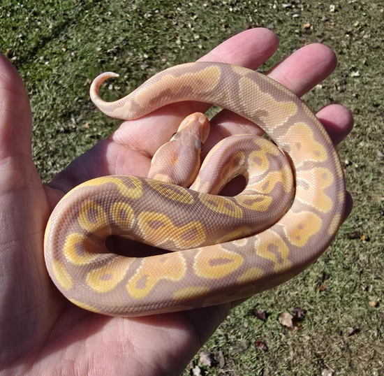 Banana, Cinnamon, Possible Het Pied Ball Python by Little River Exotics