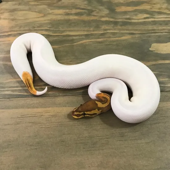 Caramel Pied Ball Python by Love Reptiles