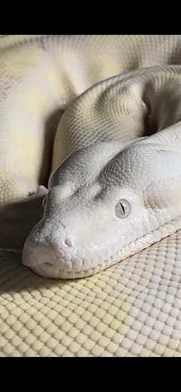 Sharp Snow Boa Constrictor by Casa De Fuego Reptiles
