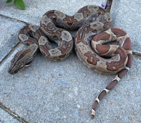 Hypo IMG Dh Spector 66% Kahl Boa Constrictor by LowKeyBoas